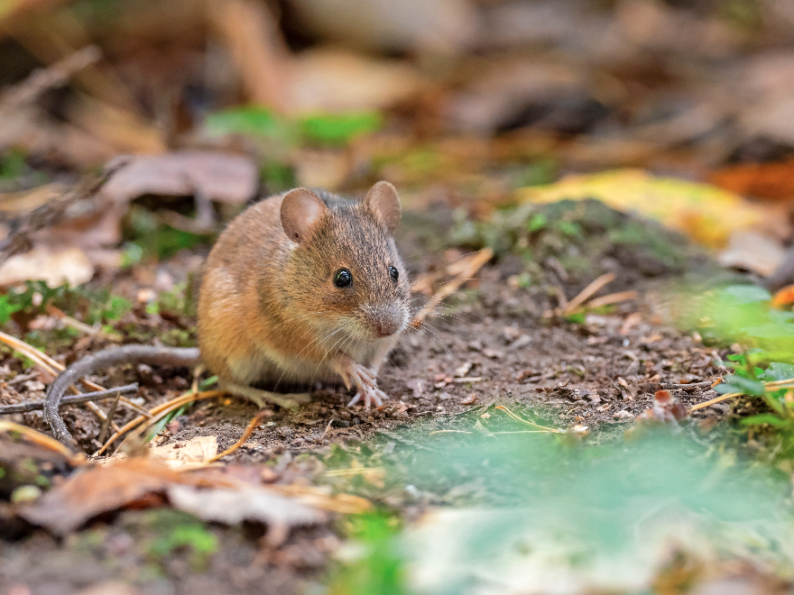 Este verano: previene el virus Hanta con estos consejos - Andes Salud